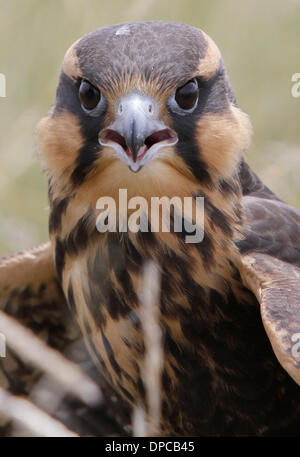 Asuncion, Paraguay. 12th Jan, 2014. A peregrine falcon eats food in a ...