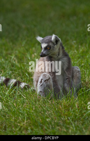 Portrait of a relaxed lemur catta sitting on the grass. Ring-tailed ...