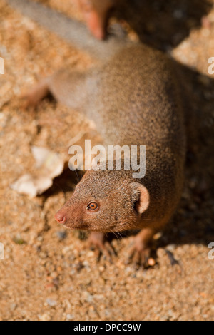 Portrait of an East African mongoose. Animal looks out of the burrow ...