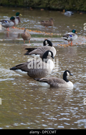 Canada goose (Branta Canadensis) Loafing in a beaver pond at sunrise ...