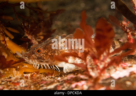 Hook-nose, Agonus cataphractus Stock Photo - Alamy