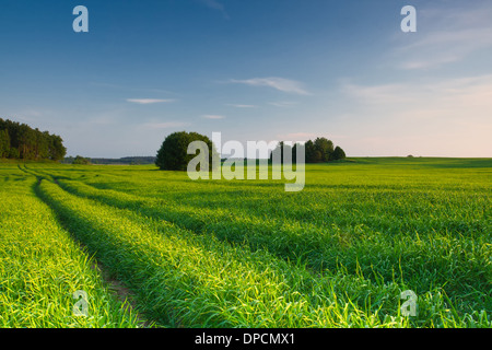 Young cereal field in late spring with vibrant colors with birdhouse ...
