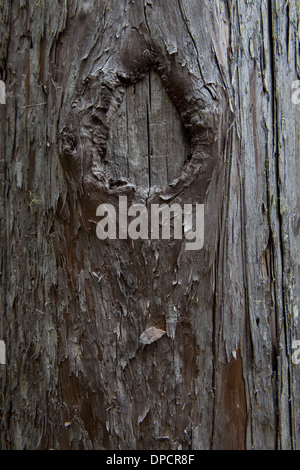 Knot in a tree trunk Stock Photo - Alamy