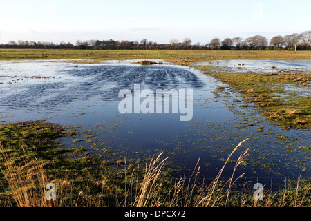 Campfield Marsh RSPB Reserve, Cumbria, January 2014 Stock Photo - Alamy