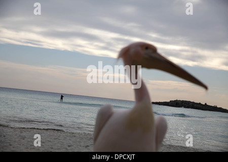 A pelican lives in Nissi beach in Ayia Napa,Cyprus Stock Photo - Alamy