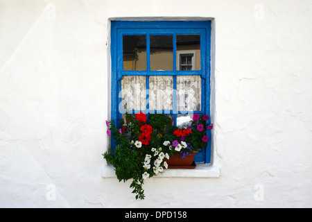 White flowers on blue wooden background. Festive greeting card top with ...