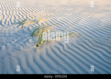 sunrise on desert landscape. slowinski national park Stock Photo - Alamy