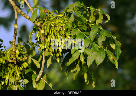 Ash tree seeds (keys) and leaves in spring, UK (Fraxinus excelsior ...
