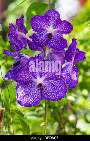 Purple mottled and spotted orchid stem. Lilac flower bloom branch ...