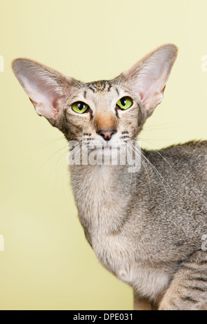 Portrait of Lavender tabby Siamese cat isolated over gray background ...