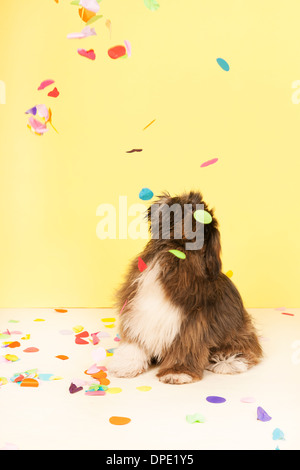 Portrait Laso Apso in frint of yellow background Stock Photo - Alamy