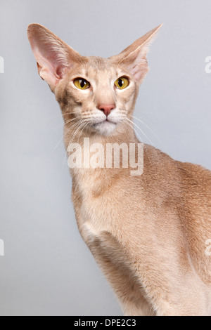 Portrait of Lavender Siamese cat isolated over gray background Stock ...