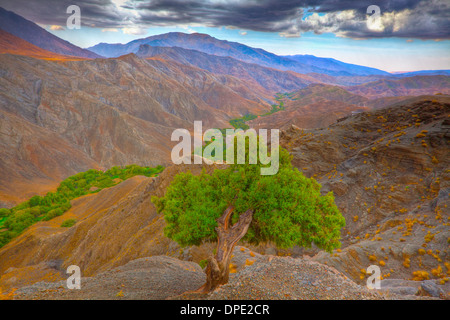 Atlas cedar. Atlas mountains, Morocco Stock Photo - Alamy