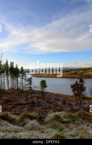 Kielder Forest Park, Northumberland, UK - open scrub Stock Photo - Alamy