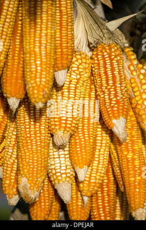 Corn on the cob hanging to dry under the eaves of a stone tile roof ...