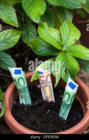 banknotes growing in a pot Stock Photo - Alamy
