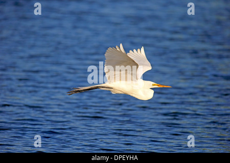 Great Egret (Ardea alba). Venice Rookery, Florida Stock Photo - Alamy