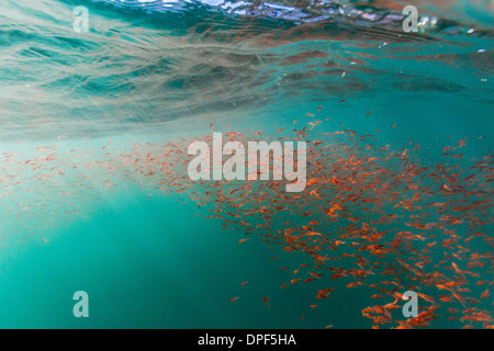 Dense swarms of juvenile squat lobster (Munida gregaria) off Akaroa ...