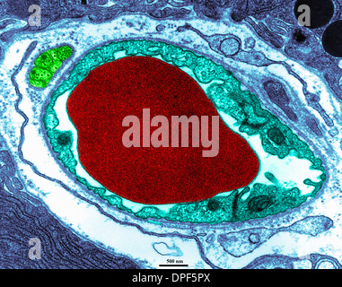 Blood vessel Coloured transmission electron micrograph TEM of a Stock ...