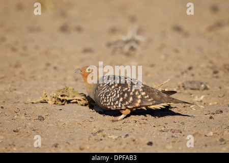 Namaqua Sandgrouse (Pterocles namaqua) male in rain, Nossob River ...