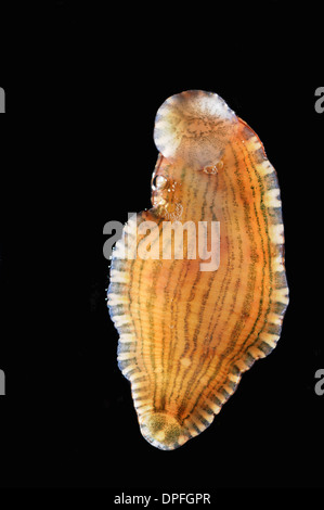 Leech. Close-up photograph of a medicinal leech, Hirudo medicinalis ...