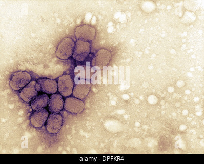 Smallpox viruses. Coloured transmission electron micrograph (TEM) of a ...