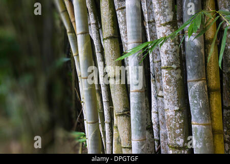 bamboo (Bambuseae), Praslin, Seychelles, Africa - December 2013 Stock ...