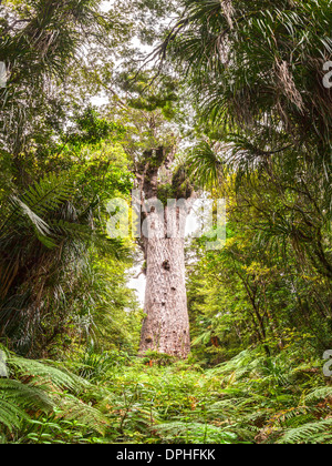 Tane Mahuta Kauri tree in Waipoua Kauri Forest, New Zealand Stock Photo ...