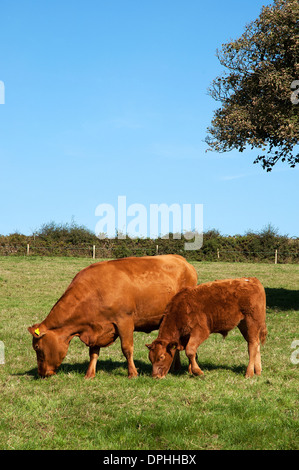 Ruby Devon cow and calf Stock Photo - Alamy
