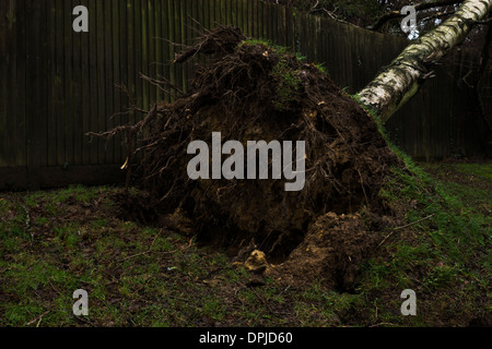 fallen down silver birch roots tree garden fence Stock Photo - Alamy