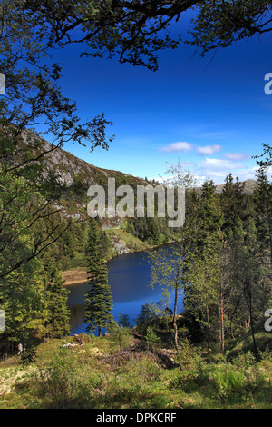 A view of Bergen City, amongst the pine tree woodland on Mount Floyen ...