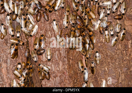 Madagascar cockroaches on tree bark isolated on white background Stock ...