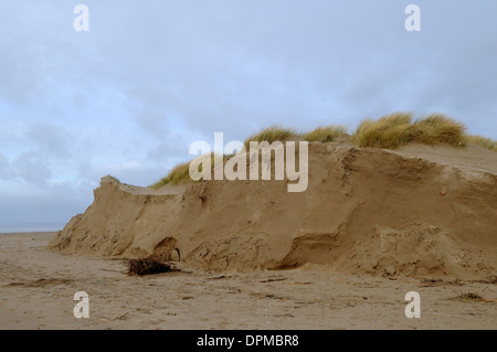 Erosion of sand dunes at Cefn Sidan Beach Pembrey Country Park ...