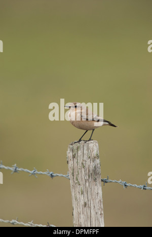 Northern wheatear on migration Stock Photo - Alamy