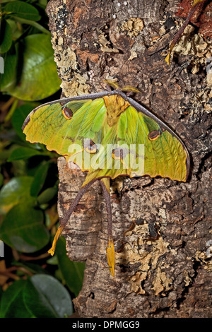 African moon moth (Argema mimosae), in a butterfly farm, with pupas in ...
