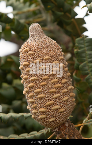 Bull Banksia, Giant Banksia, Banksia grandis, cone, Western Australia ...
