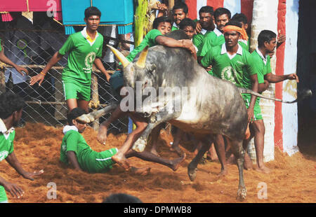 Chennai, India. 15th Jan, 2014. People fight with a bull during a bull ...