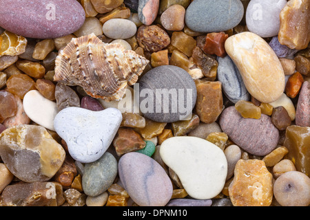 Coloured sea shell on a pebble beach Stock Photo - Alamy