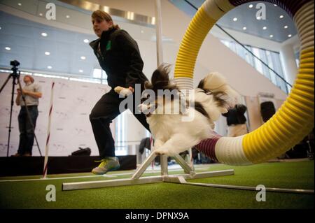 Dog Papillon at agility competition Stock Photo - Alamy