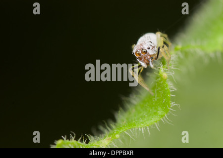 Jumping Spiders (Salticidae Stock Photo - Alamy