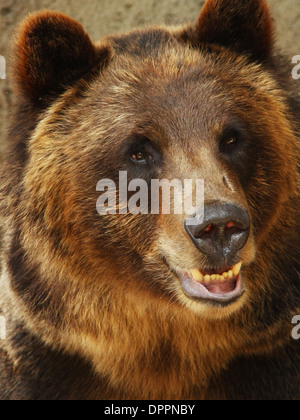 Bear. Cleveland Zoo. Stockyards, Cleveland, Ohio, United States. With ...