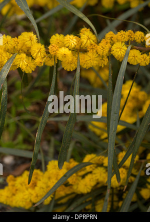 Acacia Saligna (Acacia cyanophylla, coojong, golden wreath, orange ...