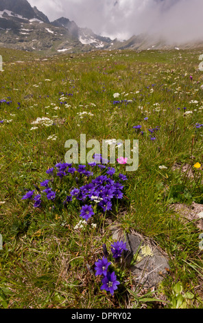 Pyrenean Gentian, Gentiana pyrenaica, in flower at 2500m in the ...