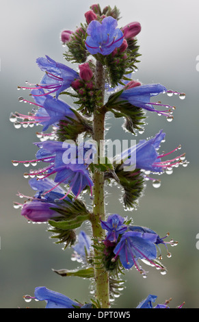 Echium vulgare with water drops in the mist in Picos de Europa Stock ...