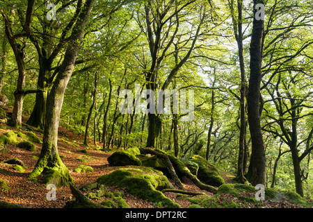Autumn Burrator wood Dartmoor National Park Devon Uk Stock Photo - Alamy
