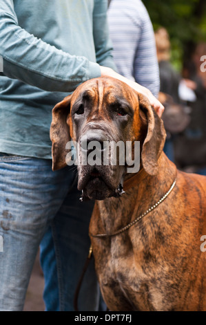 The Great Dane, also known as the German Mastiff or Deutsche Dogge, a ...