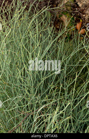 Bluestem joint fir, Ephedra equisetina, Ephedraceae Stock Photo - Alamy