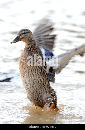 Adult female Mallard duck stretching and cleaning her wings Stock Photo ...