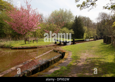 Lock 11 on the Bosley flight of locks on the Macclesfield Canal near ...