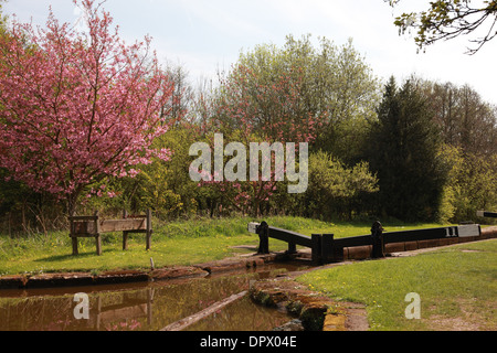 Lock 11 on the Bosley flight of locks on the Macclesfield Canal near ...